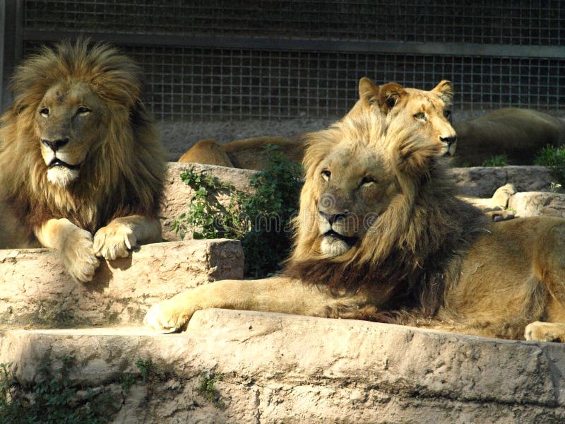 Lions in a zoo stock photo. Image of safari, animal - 265125216