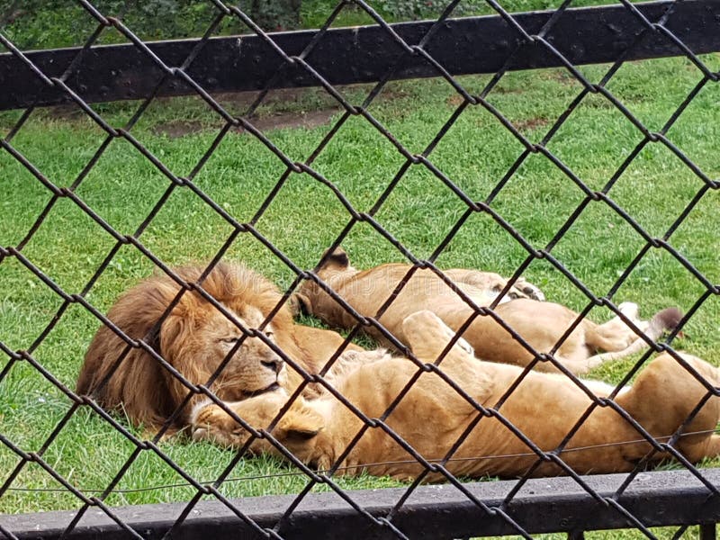 LIONS ZOO stock photo. Image of lions, beauty, prison - 100457674