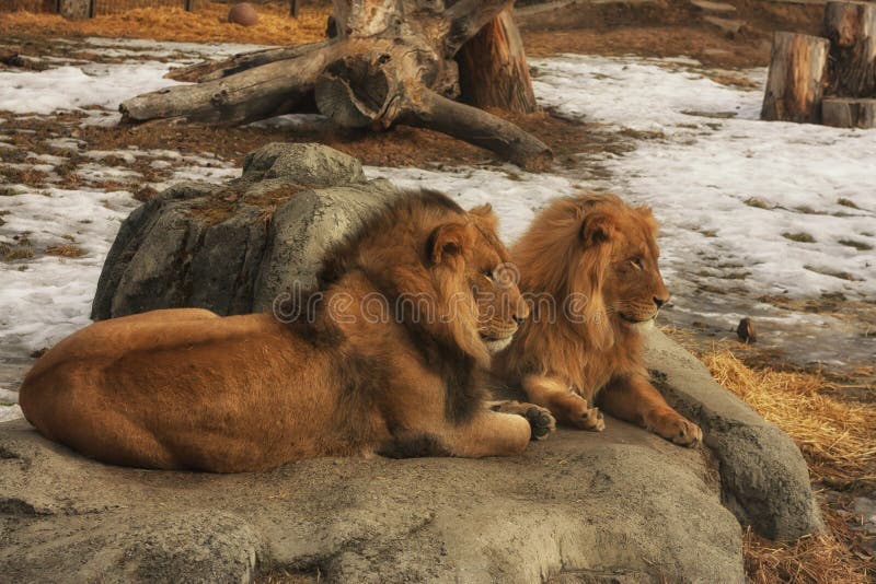 Lions at Zoo Sitting on a Rock Stock Photo - Image of king, kitty: 36818892