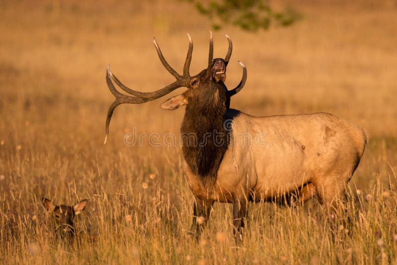 Lip curling of a bull elk stock photo. Image of call - 62434108