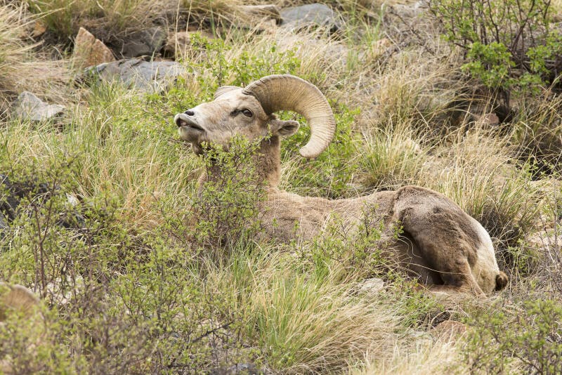 Lip Curling while Laying Down Stock Image - Image of curl, curling ...
