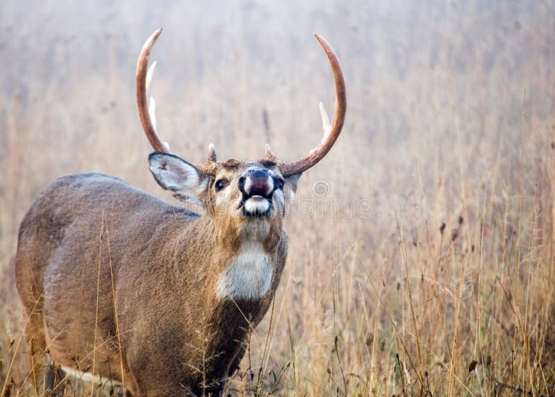 White Tail Lip-Curl stock image. Image of winter, hunting - 11059267