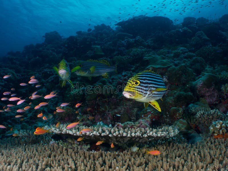 Lip Fish stock photo. Image of tropical, coral, scuba - 27009470
