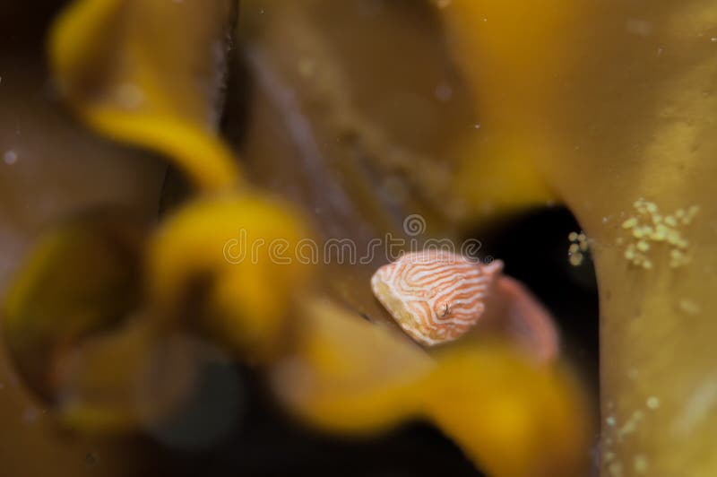 Liparis punctulatus stock photo. Image of seagrass, macro - 73104316
