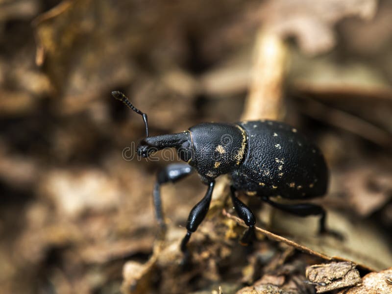 Liparuscoronatus, Graanklander in Bos Europees Macro Stock Foto - Image ...