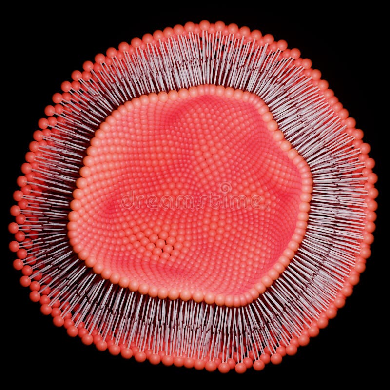 Lipid Bilayer or Phospholipid Bilayer. Stock Illustration ...