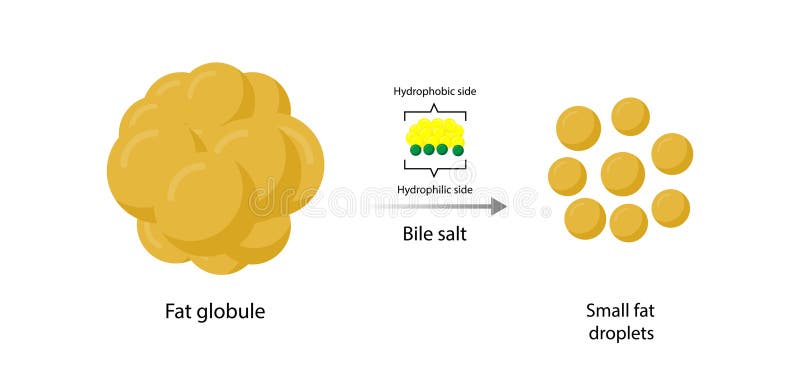 Lipid Formation, Fat in the Human Body. View Under the Microscope Stock ...