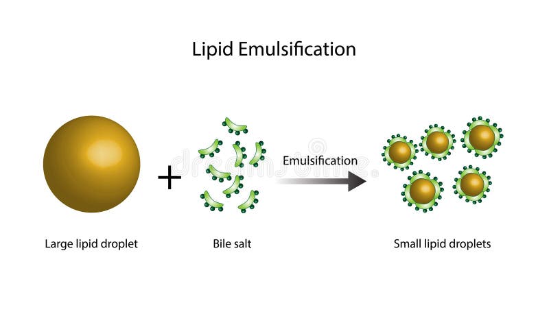 Lipid Emulsification, Fat Molecule, Lipid Droplets, Lipid Digestion ...