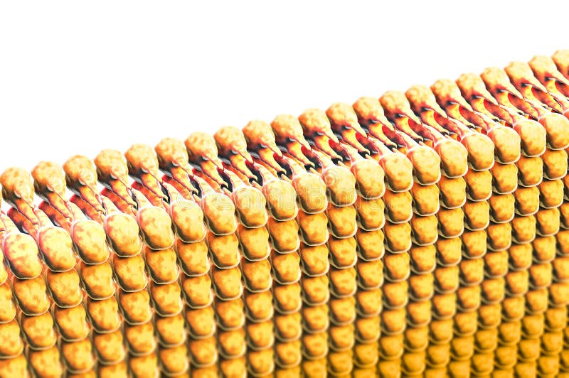 Lipid Formation, Fat in the Human Body. View Under the Microscope Stock ...