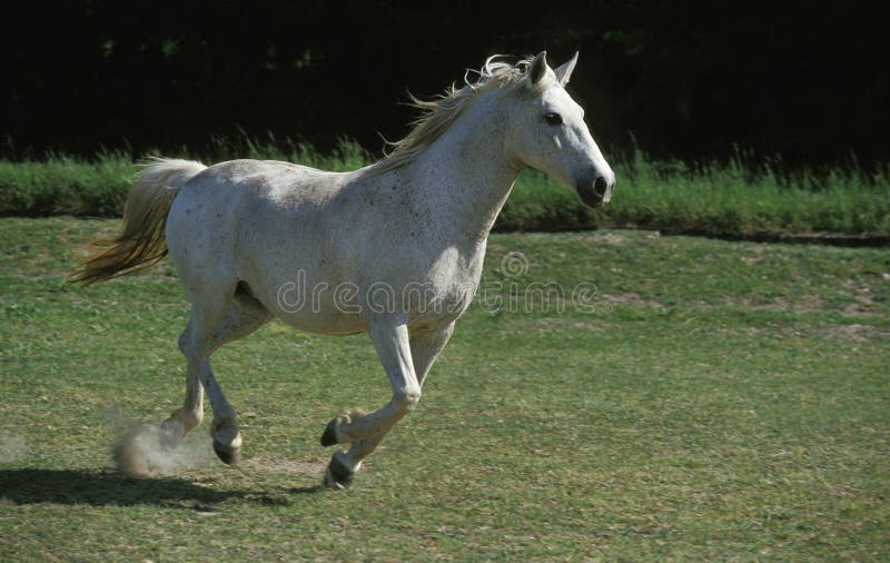 LIPIZZAN HORSE, MARE and STALLION MATING Stock Photo - Image of equus ...