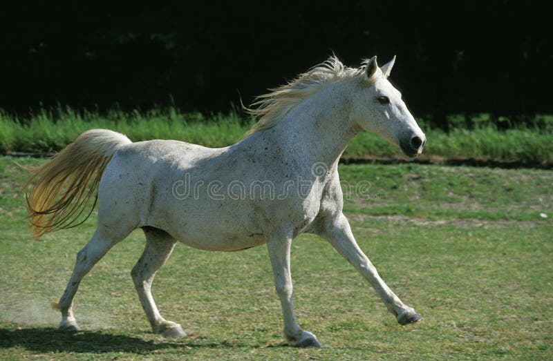 LIPIZZAN HORSE, MARE and STALLION MATING Stock Photo - Image of equus ...