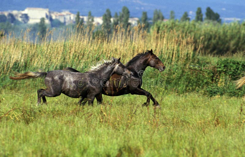 LIPIZZAN HORSE, MARE and STALLION MATING Stock Photo - Image of equus ...