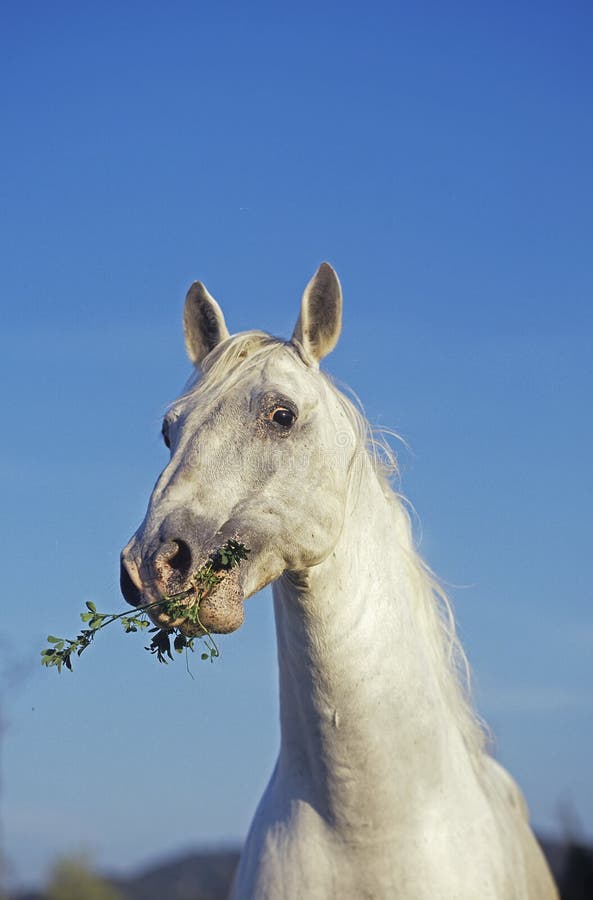LIPIZZAN stock photo. Image of male, group, outdoor - 170479874