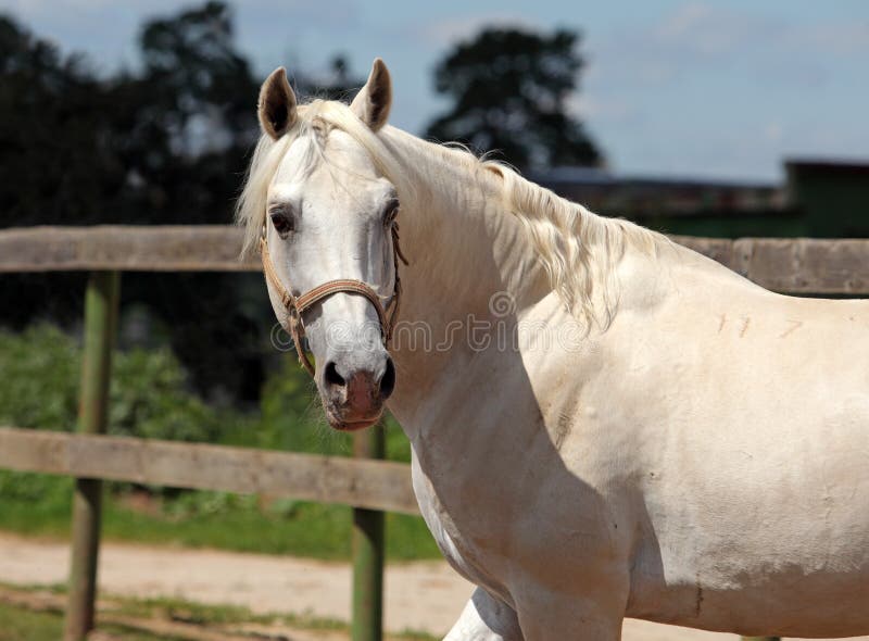 LIPIZZAN HORSE, MARE and STALLION MATING Stock Photo - Image of equus ...