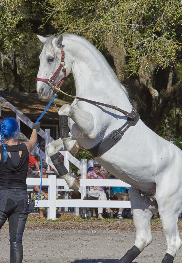 Lipizzan horse in training editorial stock photo. Image of mane - 93028913