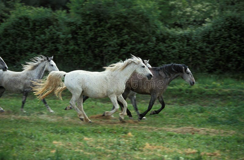 Lipizzan Horses, Herd Galloping through Meadow Stock Image - Image of ...