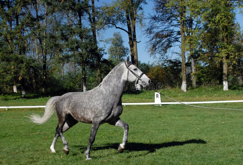 Lipizzan horses stock photo. Image of outdoor, card, beautiful - 34675758