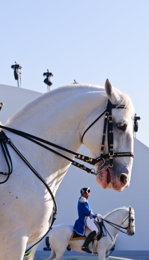 Lipizzan Stallions show editorial photography. Image of faithful - 17760792