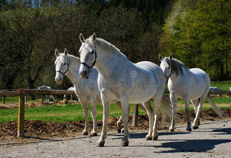Lipizzaner horses stock photo. Image of dressing, horse - 19126650