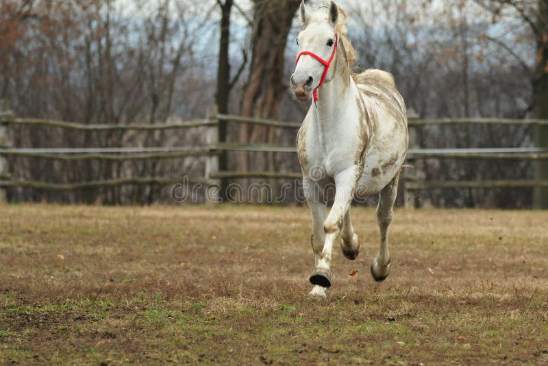 Lipizzaner Horses on the Farm Stock Photo - Image of ranch, grass ...