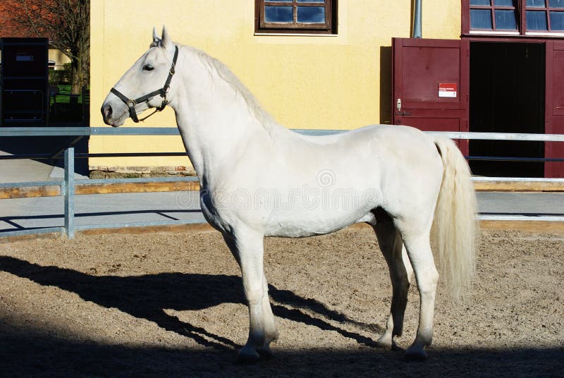 700 Lipizzaner Stock Photos - Free & Royalty-Free Stock Photos from ...