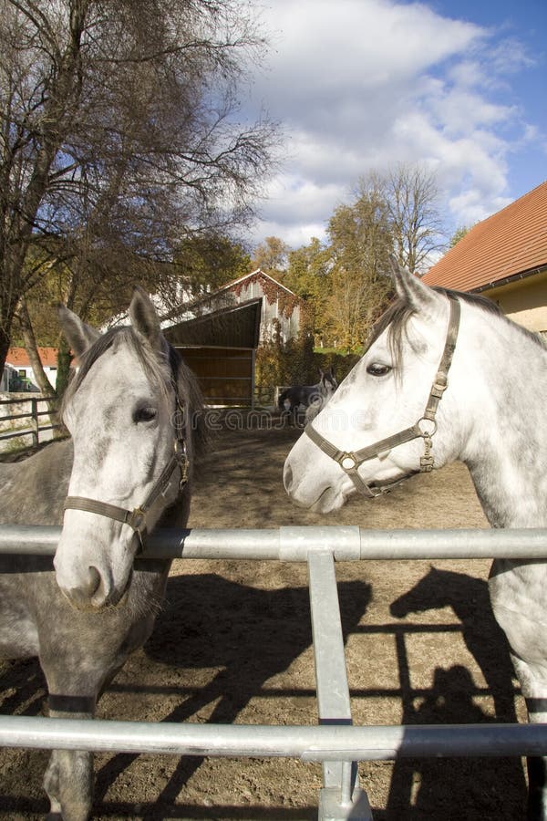 Lipizzaners stock photo. Image of riding, livestock, equine - 11716132