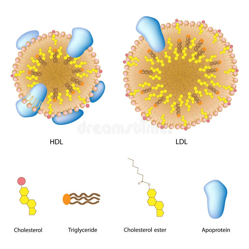 Lipoproteins of the blood stock vector. Illustration of cholesterol ...