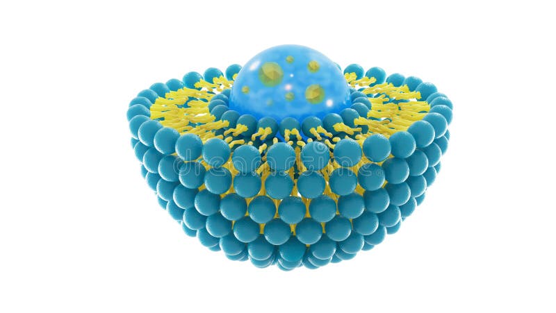 Liposome Structure Cell 3D Rendering Stock Illustration - Illustration ...