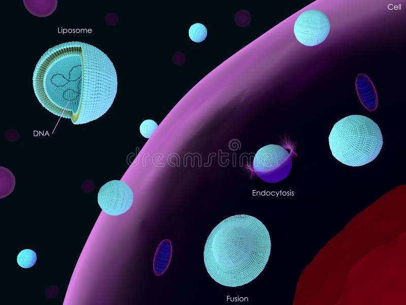 Liposomes stock illustration. Illustration of transfection - 110482241
