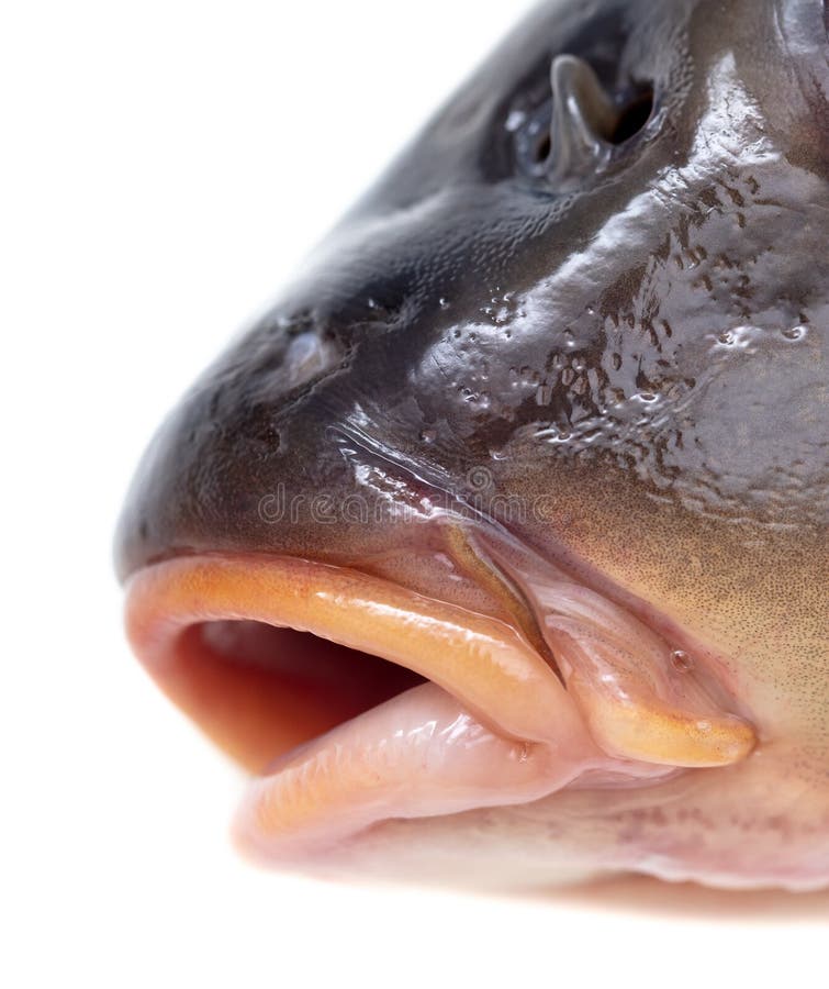 Carp lips stock image. Image of bass, ingredient, carp - 55475631