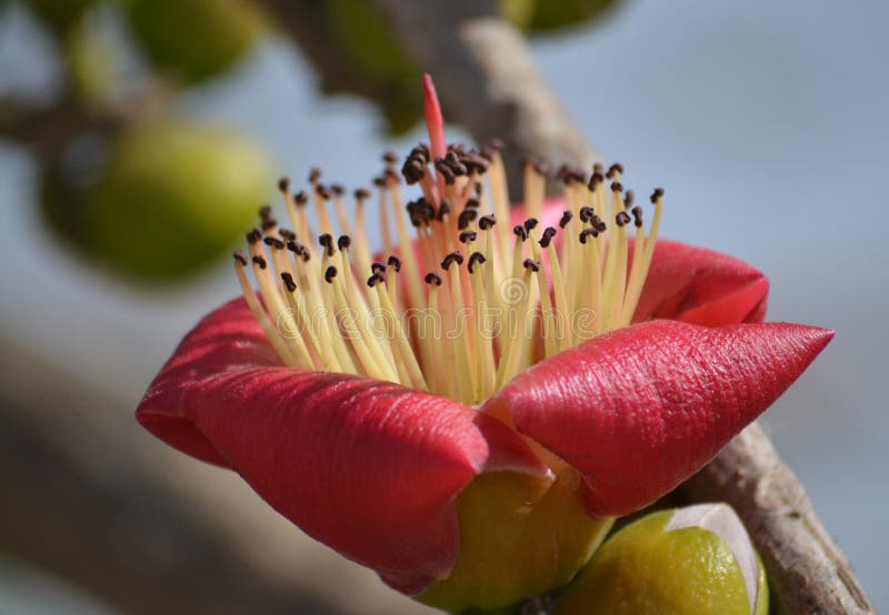Lips Flower stock photo. Image of city, place, bhopal - 72972442