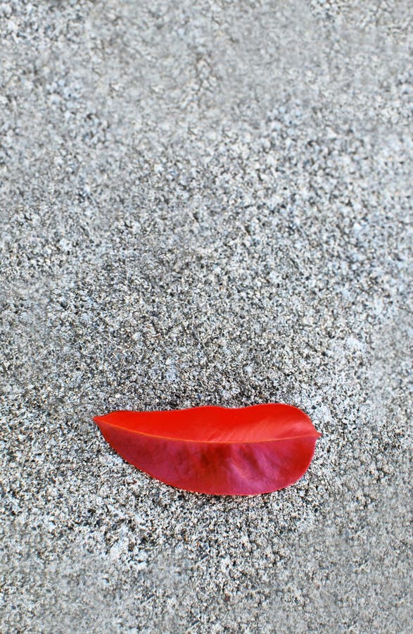 Lips stock photo. Image of natural, lips, nature, osculation - 51486674