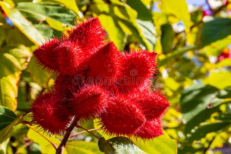 Lipstick Tree Flower, Red Cluster Stock Photo - Image of cluster ...