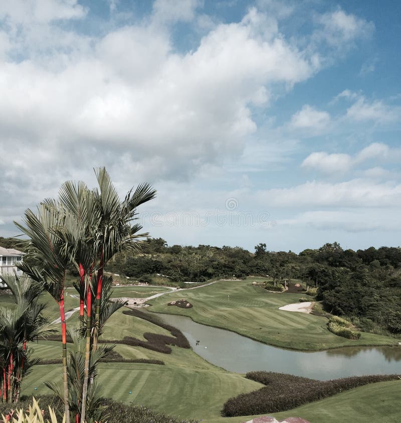Lipstick Palm Overlooking a Golf Course Stock Image - Image of ...