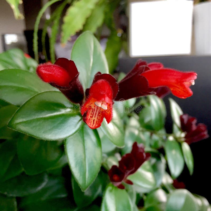 Lipstick plant blooms. stock image. Image of blooms, natureloverdad ...