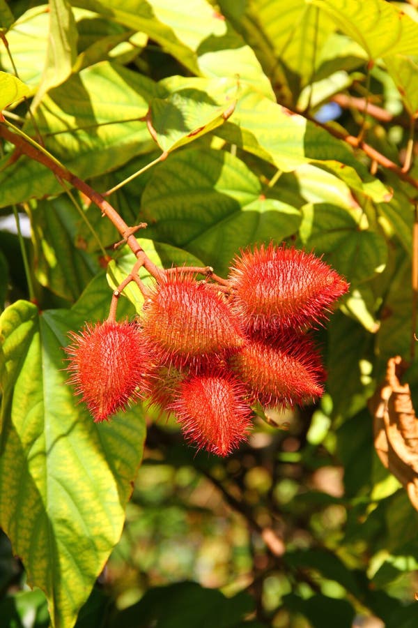 Lipstick Tree stock image. Image of natural, edible, coloring - 17944813