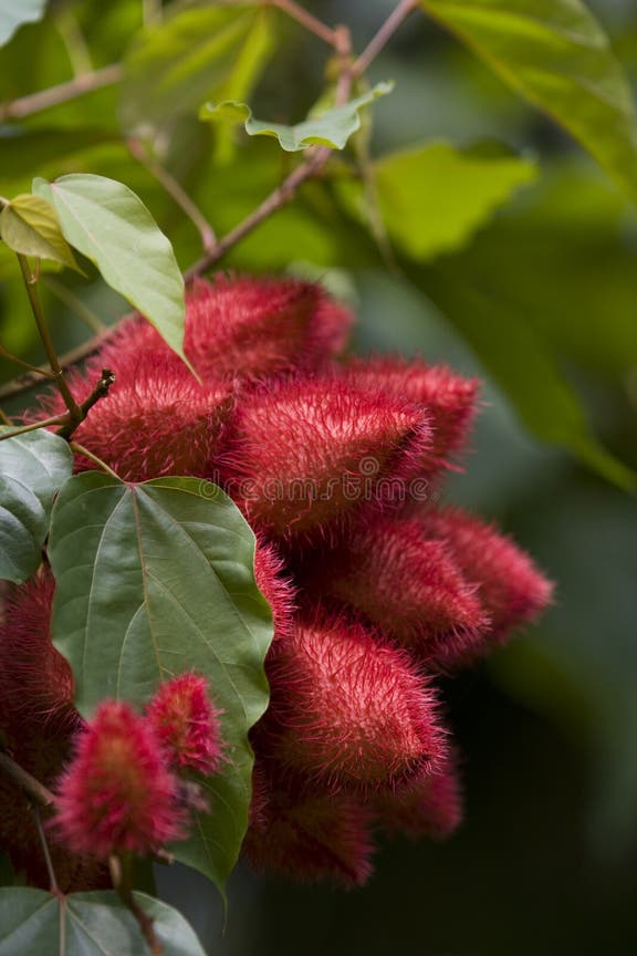 Lipstick Tree blossoms stock photo. Image of africa, fluffy - 7423190