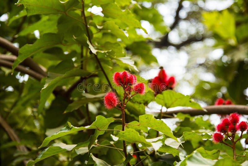 Lipstick Tree at West Bengal, India Stock Photo - Image of orellana ...