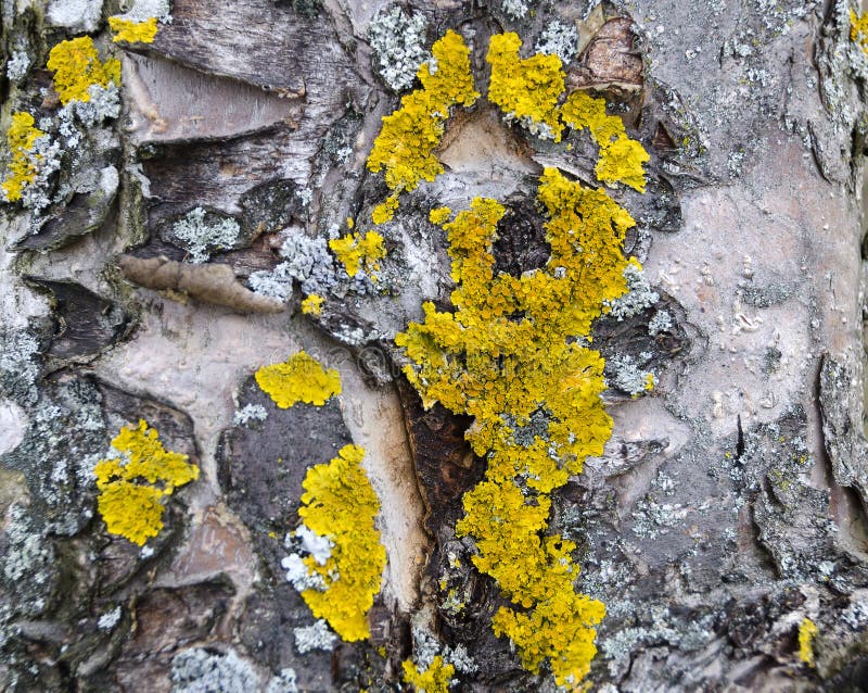 Liquenes amarillos foto de archivo. Imagen de liquenes - 36174660