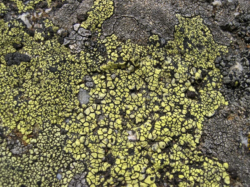 Liquenes de tonos verdes foto de archivo. Imagen de belleza - 129651676