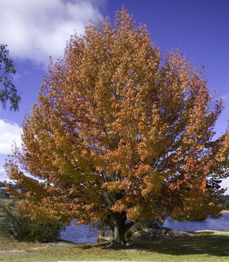 7+ Liquid amber tree Free Stock Photos - StockFreeImages