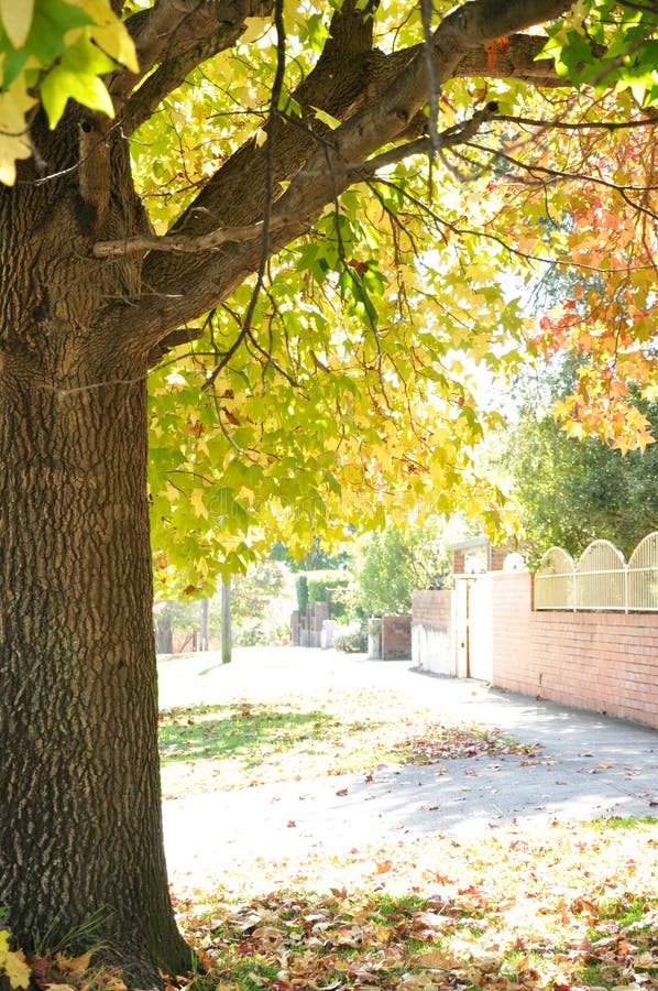 Liquid Amber tree stock photo. Image of light, nature - 37706502