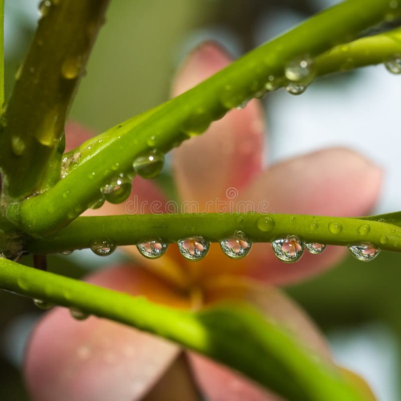 Liquid Floral Beads Picture. Image: 5502541