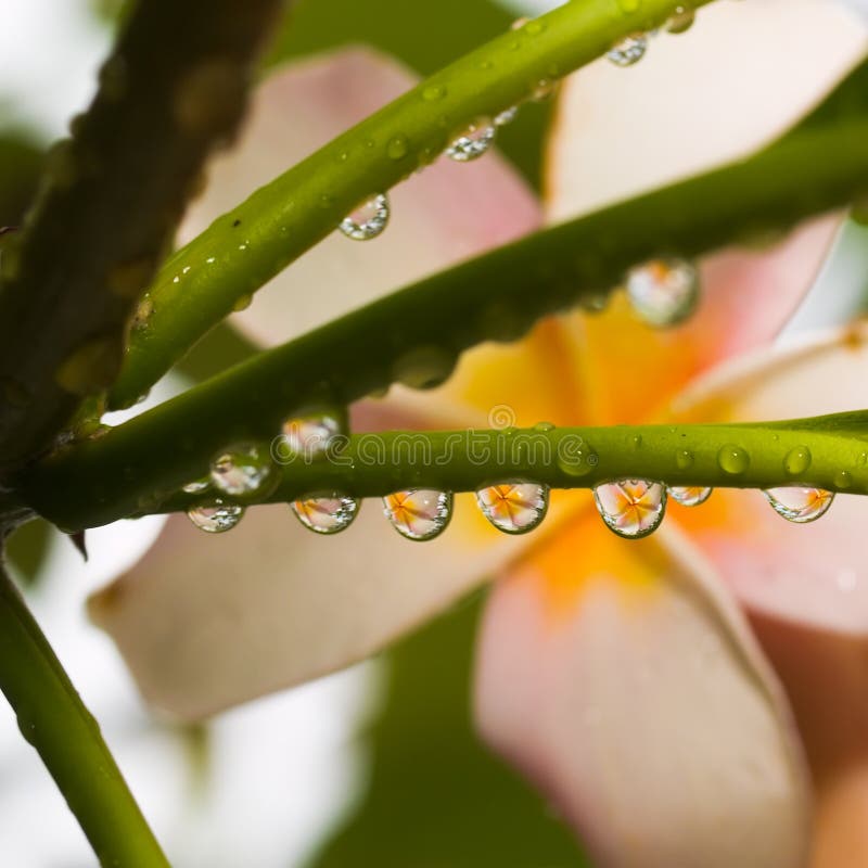 Liquid Floral Beads stock photo. Image of tropical, shower - 5502600