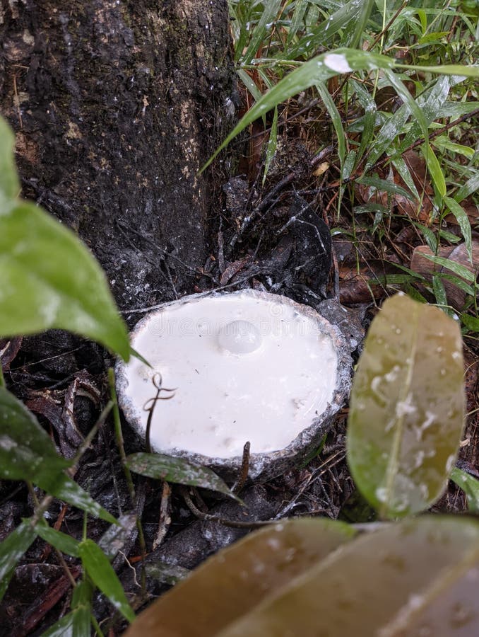 Liquid rubber sap stock image. Image of liquid, nature - 255641477