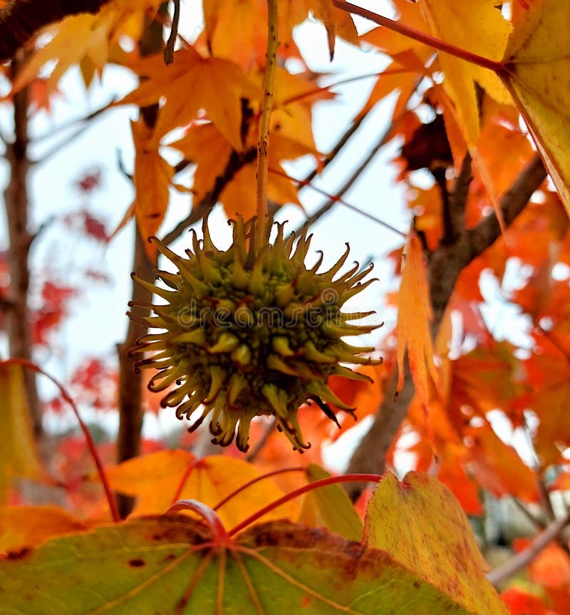 Liquidambar Styraciflua, American Storax, a Deciduous Tree Stock Photo ...