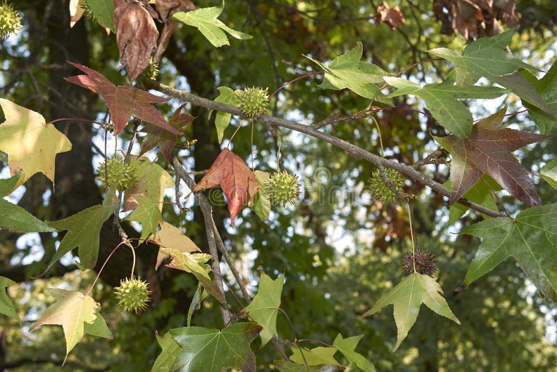 Multicolored Foliage of Liquidambar Styraciflua Tree Stock Photo ...