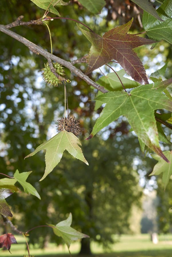 Multicolored Foliage of Liquidambar Styraciflua Tree Stock Image ...