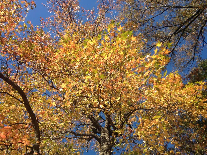 Liquidambar Styraciflua Tree with Colorful Leaves and Seeds in the Fall ...