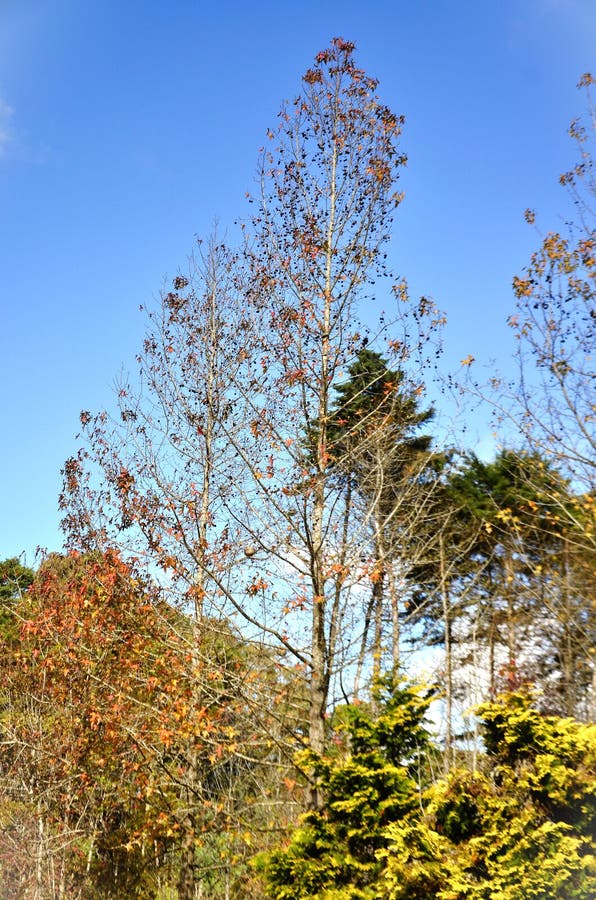 Liquidambar Styraciflua Tree with Seeds and Few Leaves Stock Image ...